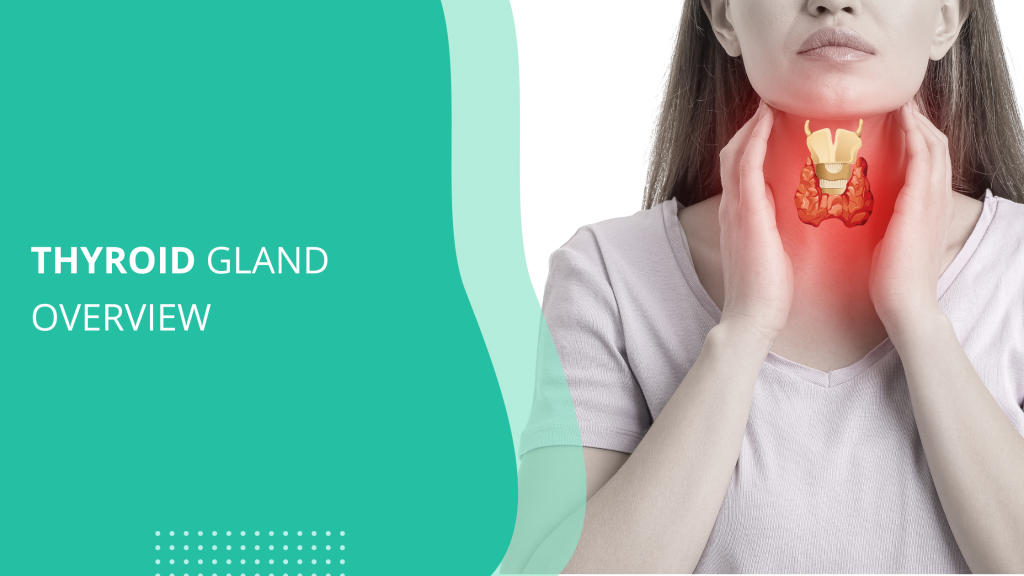 Thyroid Gland Overview | JASE Medical