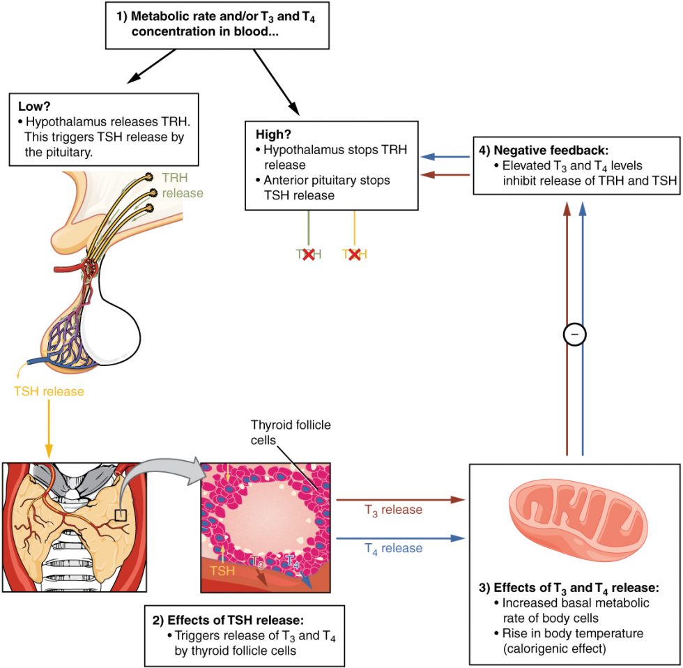 Thyroid Gland Overview - JASE Medical